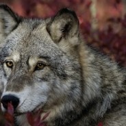 Wolf Anatomy