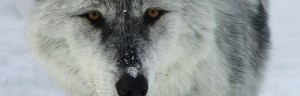 Wolf Territorial Behavior and Dispersion
