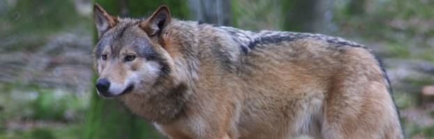 Wolves Endangered